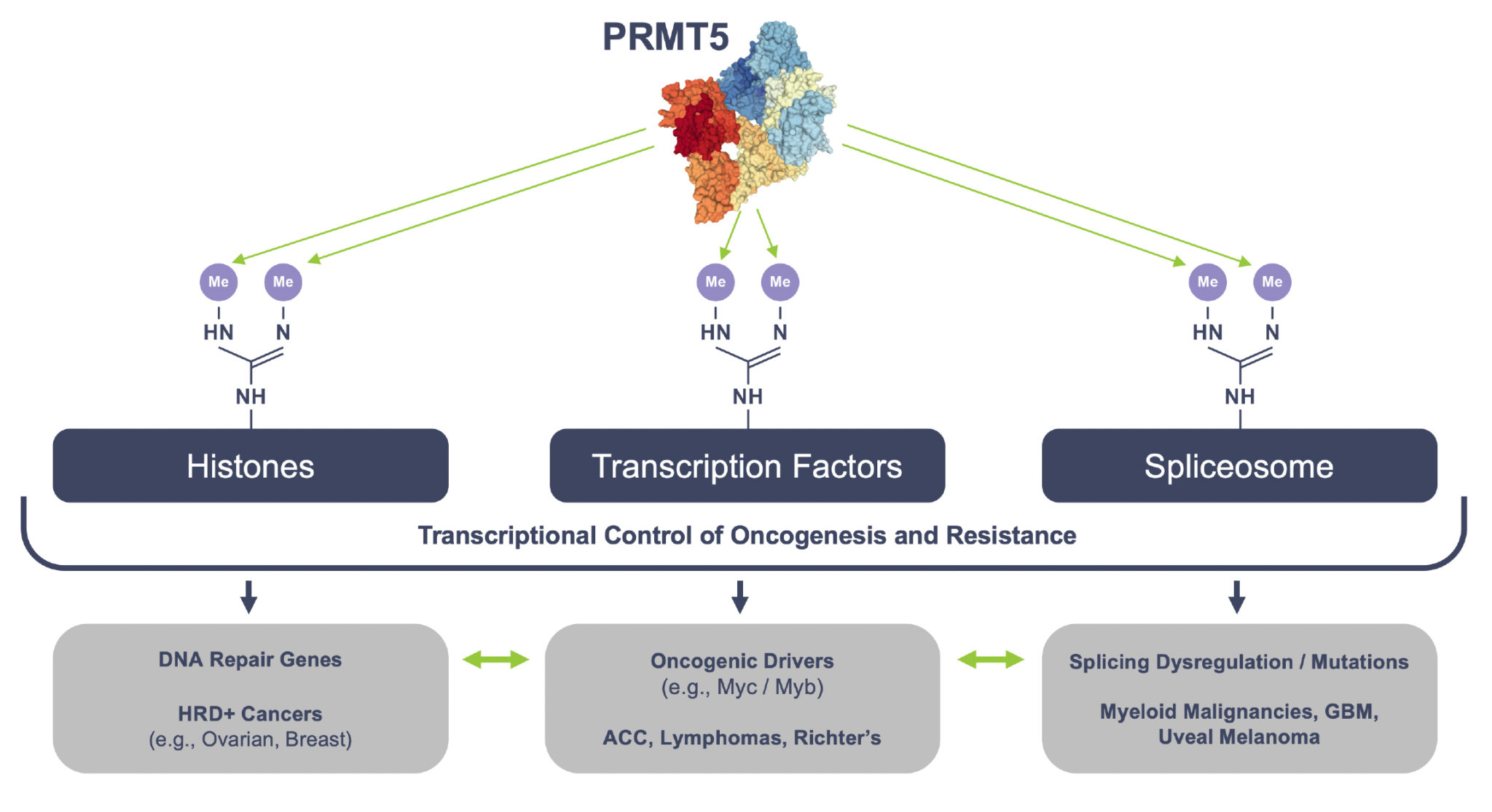 PRMT5 - Prelude Therapeutics