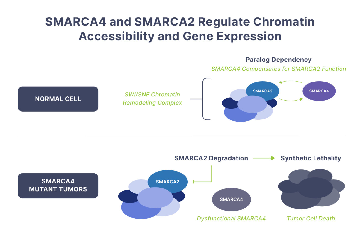 SMARCA2 - Prelude Therapeutics