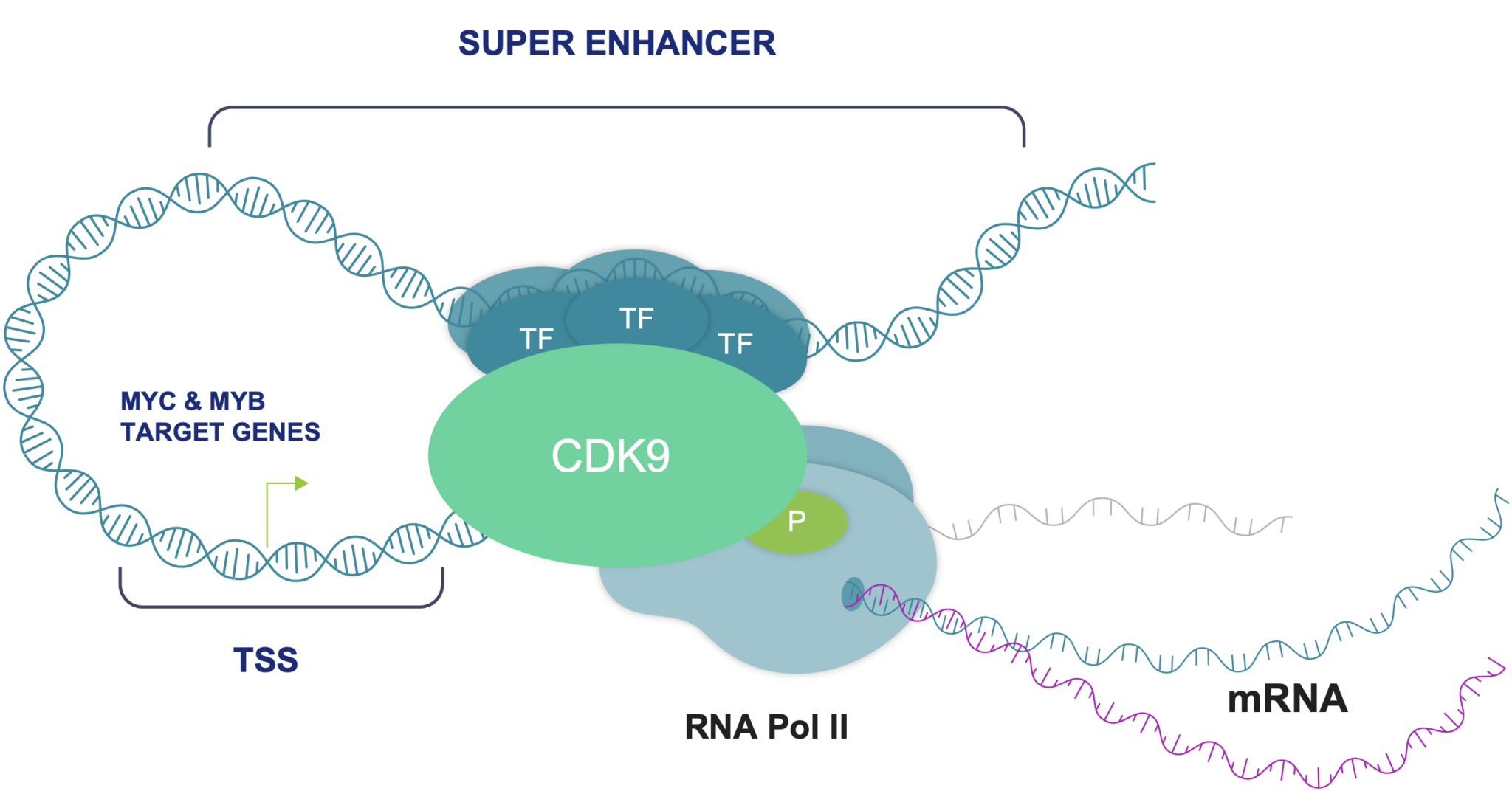 CDK9 - Prelude Therapeutics