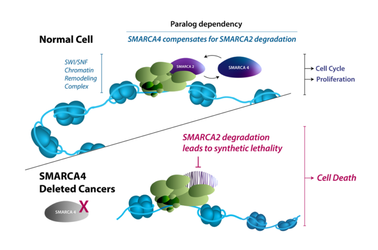 SMARCA2 - Prelude Therapeutics